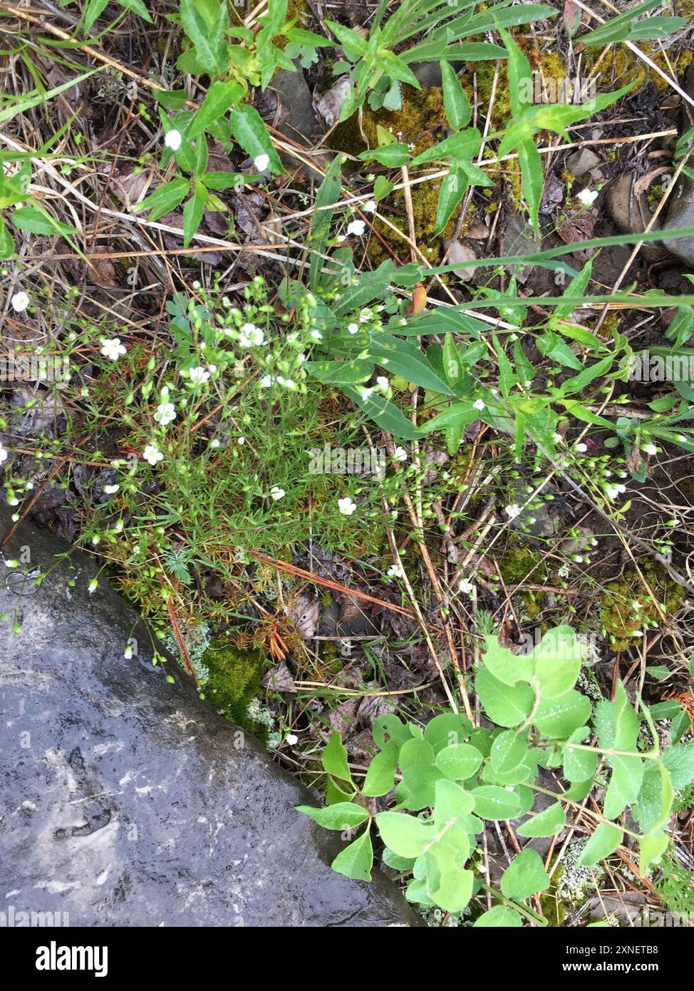 rock sandwort (Sabulina michauxii) Plantae Stock Photo - Alamy