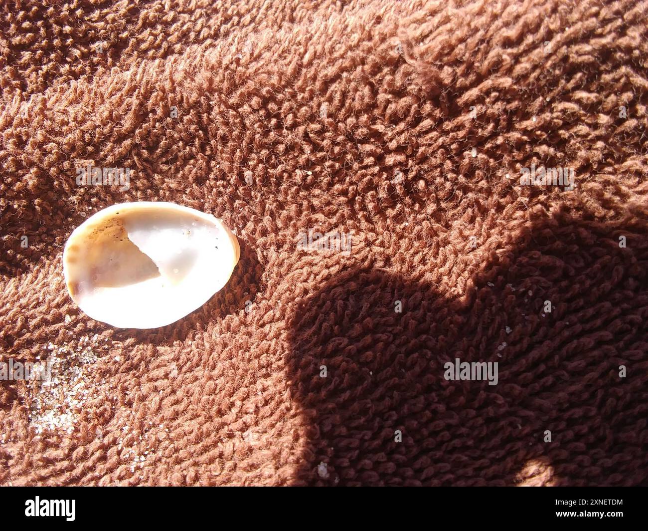 Common Atlantic Slippersnail (Crepidula fornicata) Mollusca Stock Photo ...