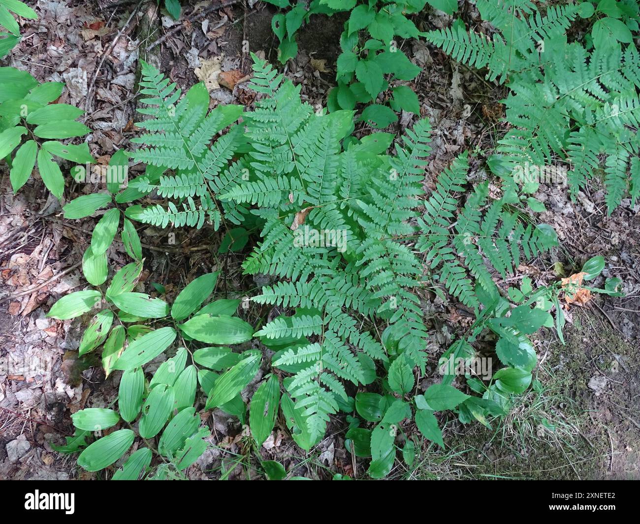 common bracken (Pteridium aquilinum) Plantae Stock Photo - Alamy