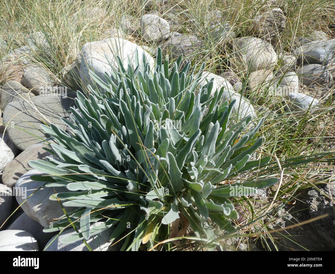 Sea Stock (Matthiola sinuata) Plantae Stock Photo - Alamy