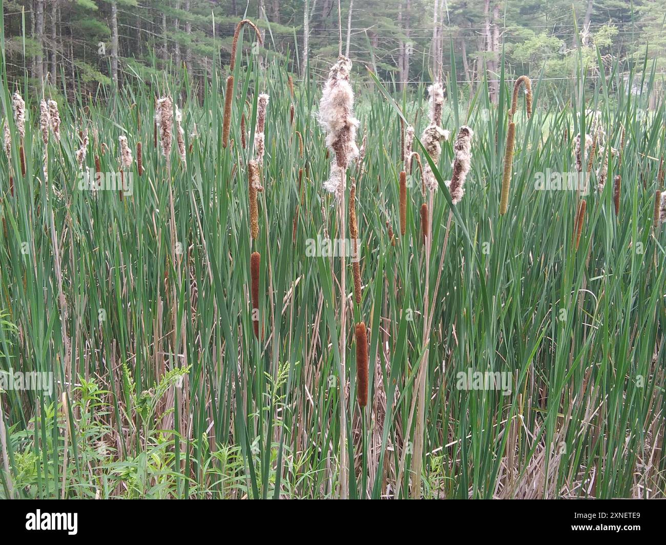 Cattails (Typha) Plantae Stock Photo - Alamy