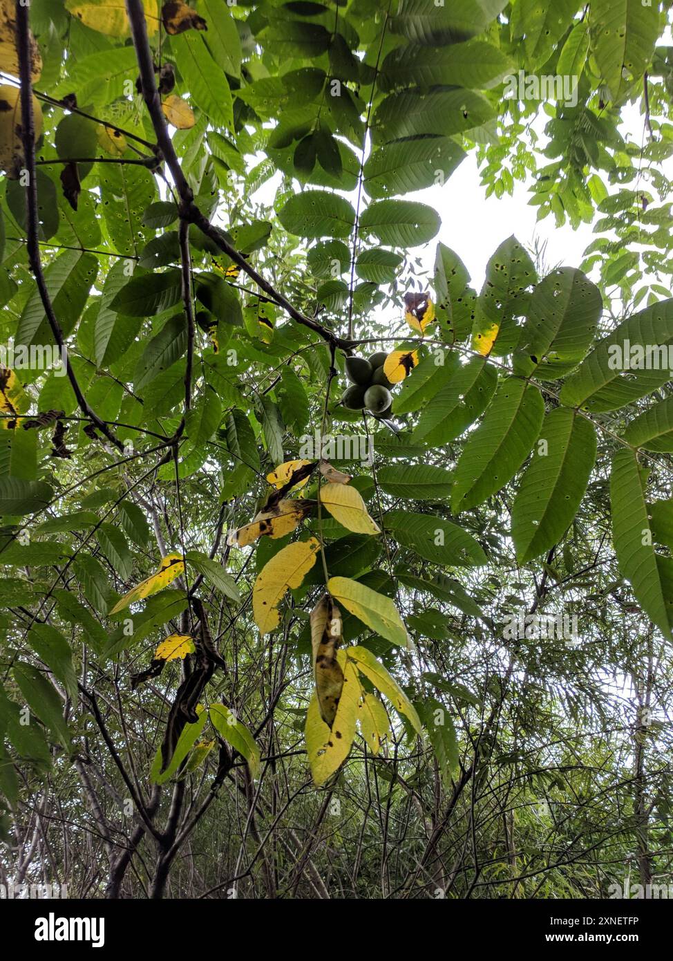 Manchurian walnut (Juglans mandshurica) Plantae Stock Photo - Alamy