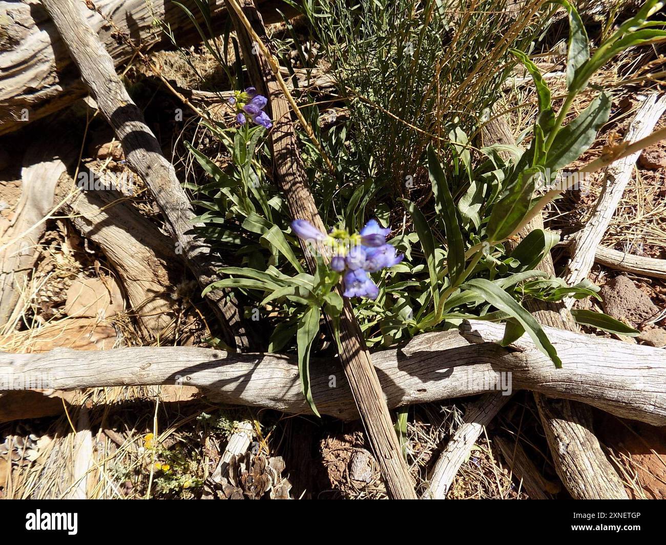 Rocky Mountain beardtongue (Penstemon strictus) Plantae Stock Photo - Alamy