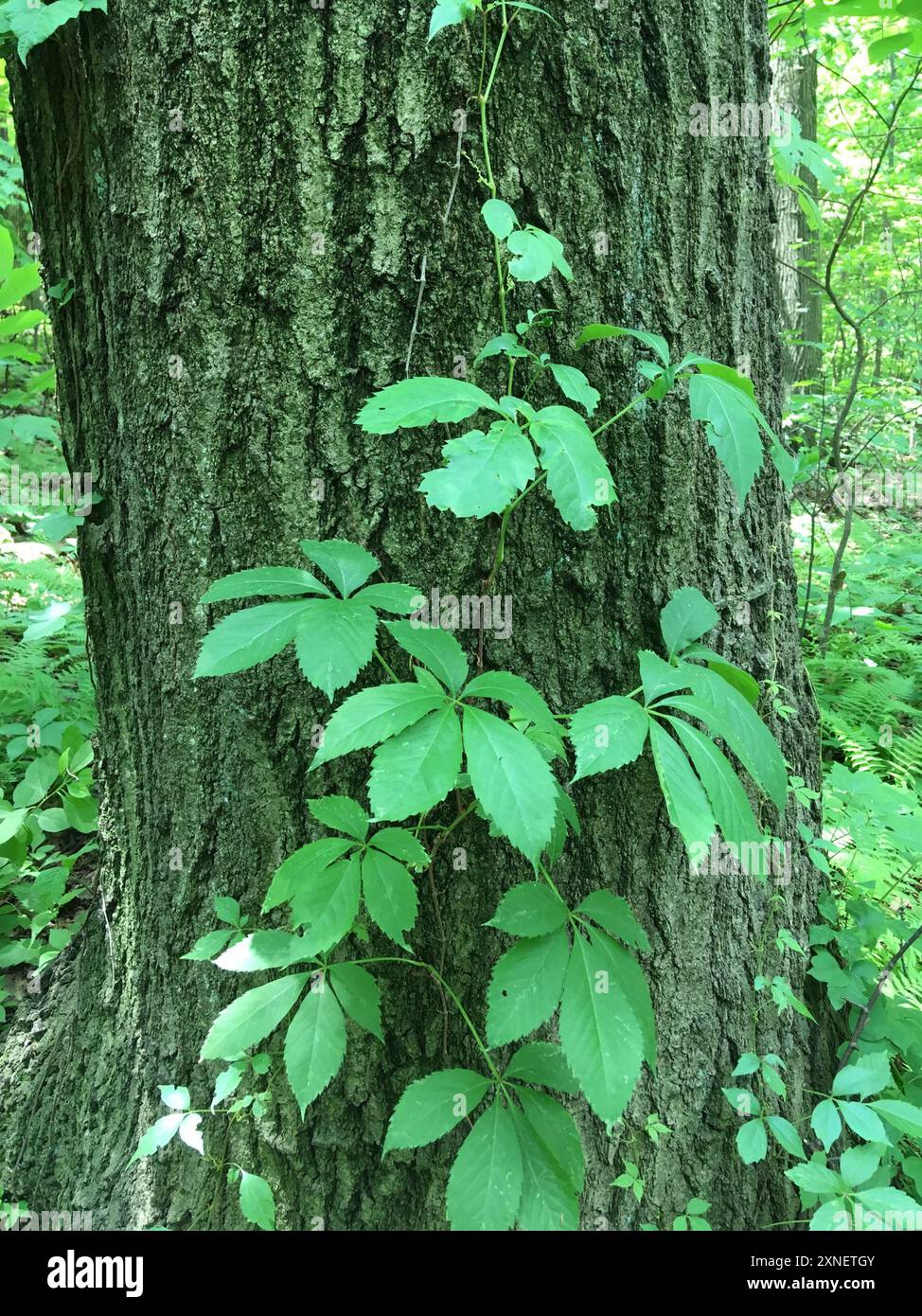 Virginia creeper (Parthenocissus quinquefolia) Plantae Stock Photo - Alamy