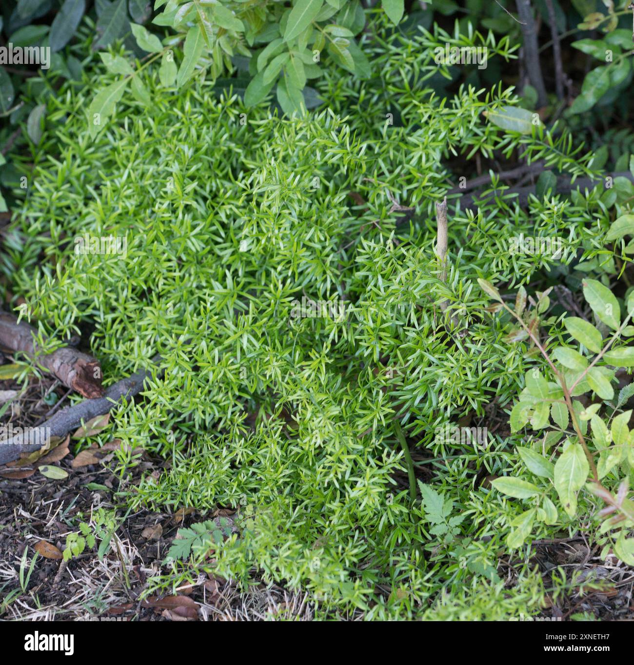African Asparagus (Asparagus aethiopicus) Plantae Stock Photo - Alamy
