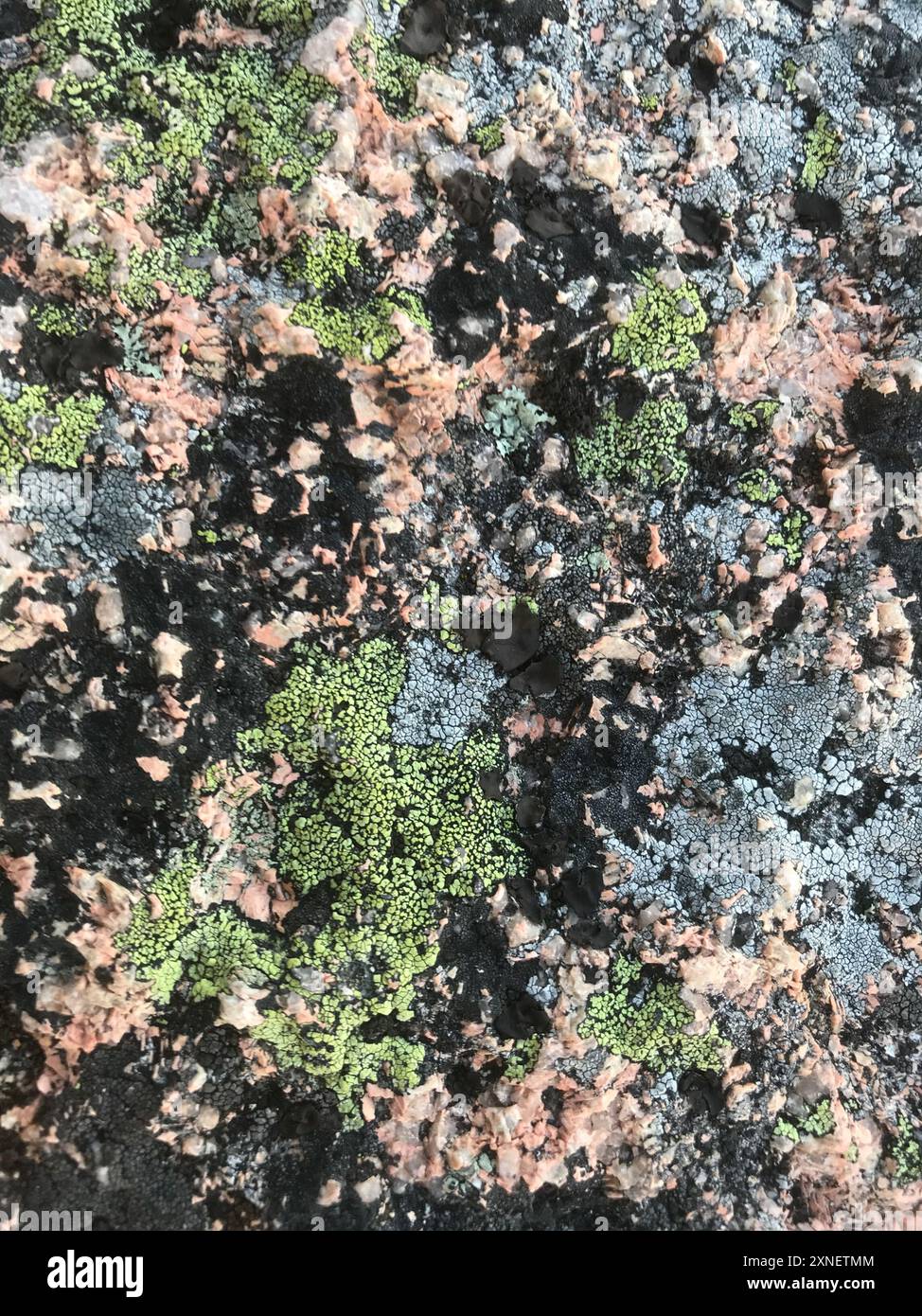 yellow map lichen (Rhizocarpon geographicum) Fungi Stock Photo - Alamy