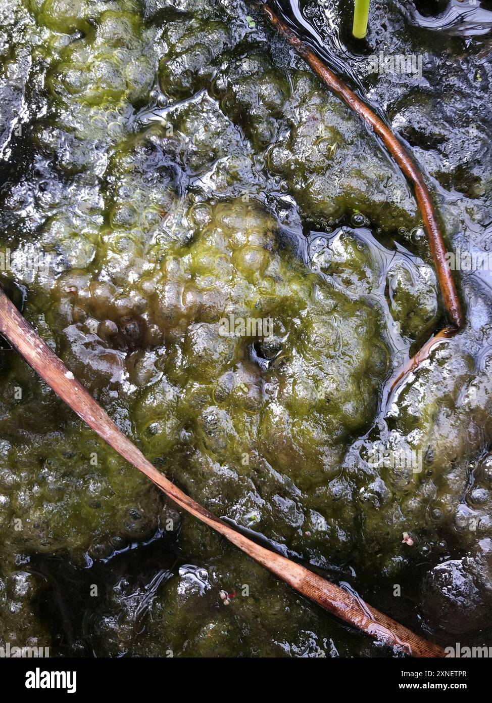 charophyte algae (Charophyta) Plantae Stock Photo - Alamy