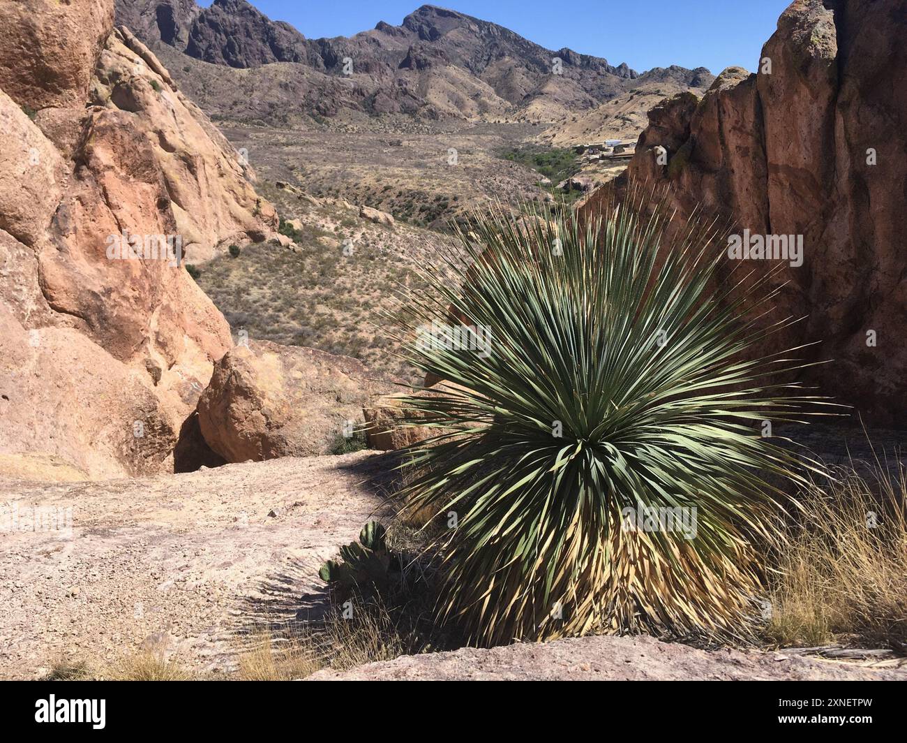 Wheeler sotol (Dasylirion wheeleri) Plantae Stock Photo - Alamy