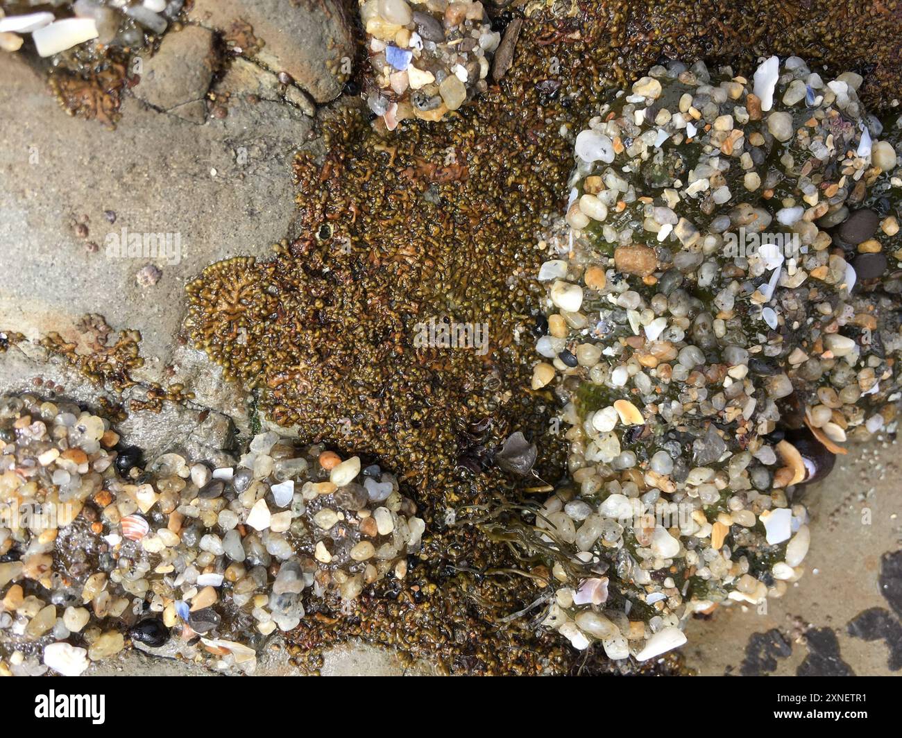red algae (Rhodophyta) Plantae Stock Photo - Alamy