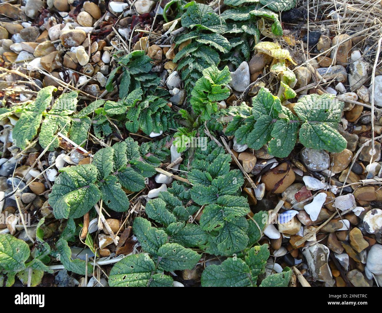 Mediterranean Radish (Raphanus raphanistrum landra) Plantae Stock Photo ...