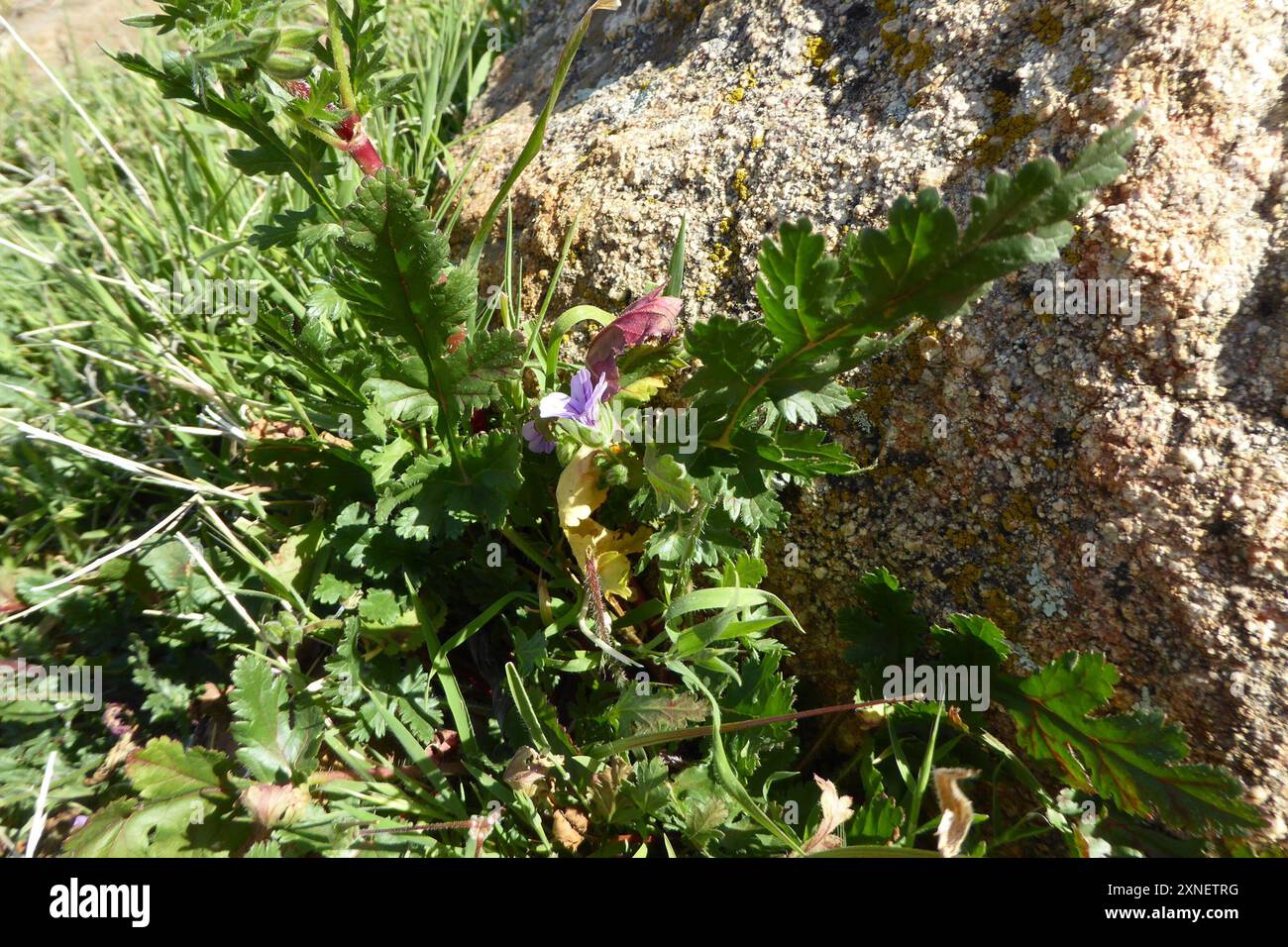 Mediterranean Stork's-bill (Erodium botrys) Plantae Stock Photo - Alamy