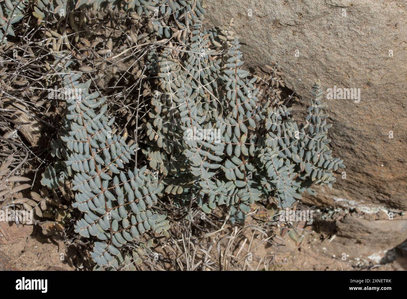 spiny cliff-brake (Pellaea truncata) Plantae Stock Photo - Alamy