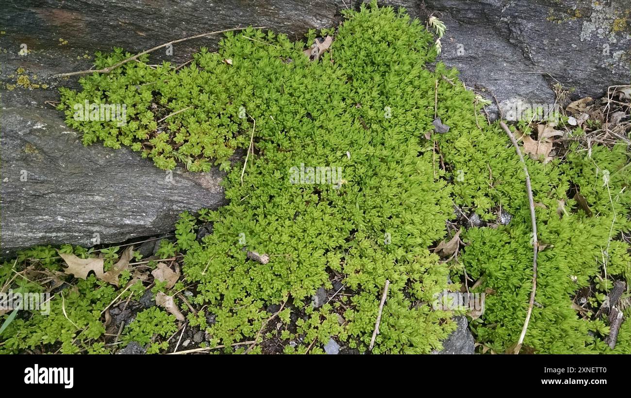Stringy Stonecrop (Sedum sarmentosum) Plantae Stock Photo - Alamy