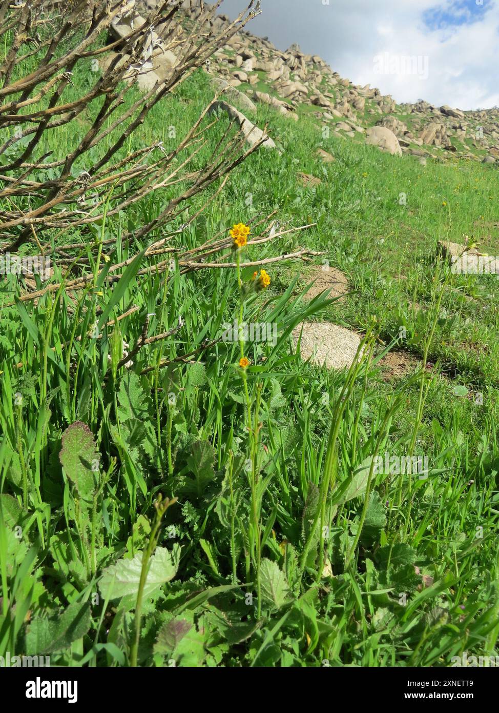 Common Fiddleneck (Amsinckia menziesii) Plantae Stock Photo - Alamy