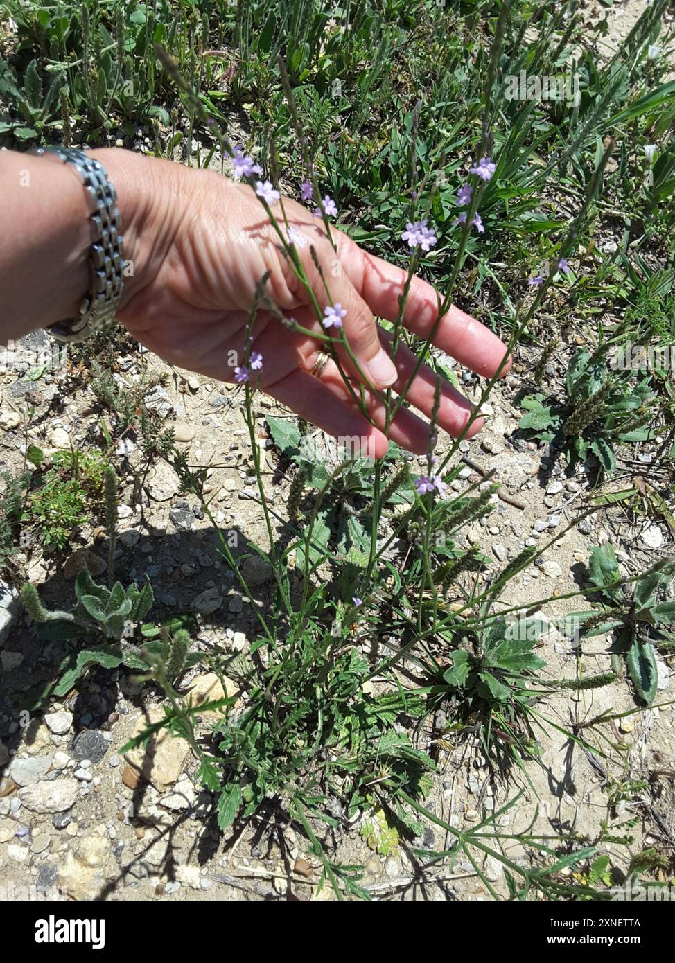Texas vervain (Verbena halei) Plantae Stock Photo - Alamy