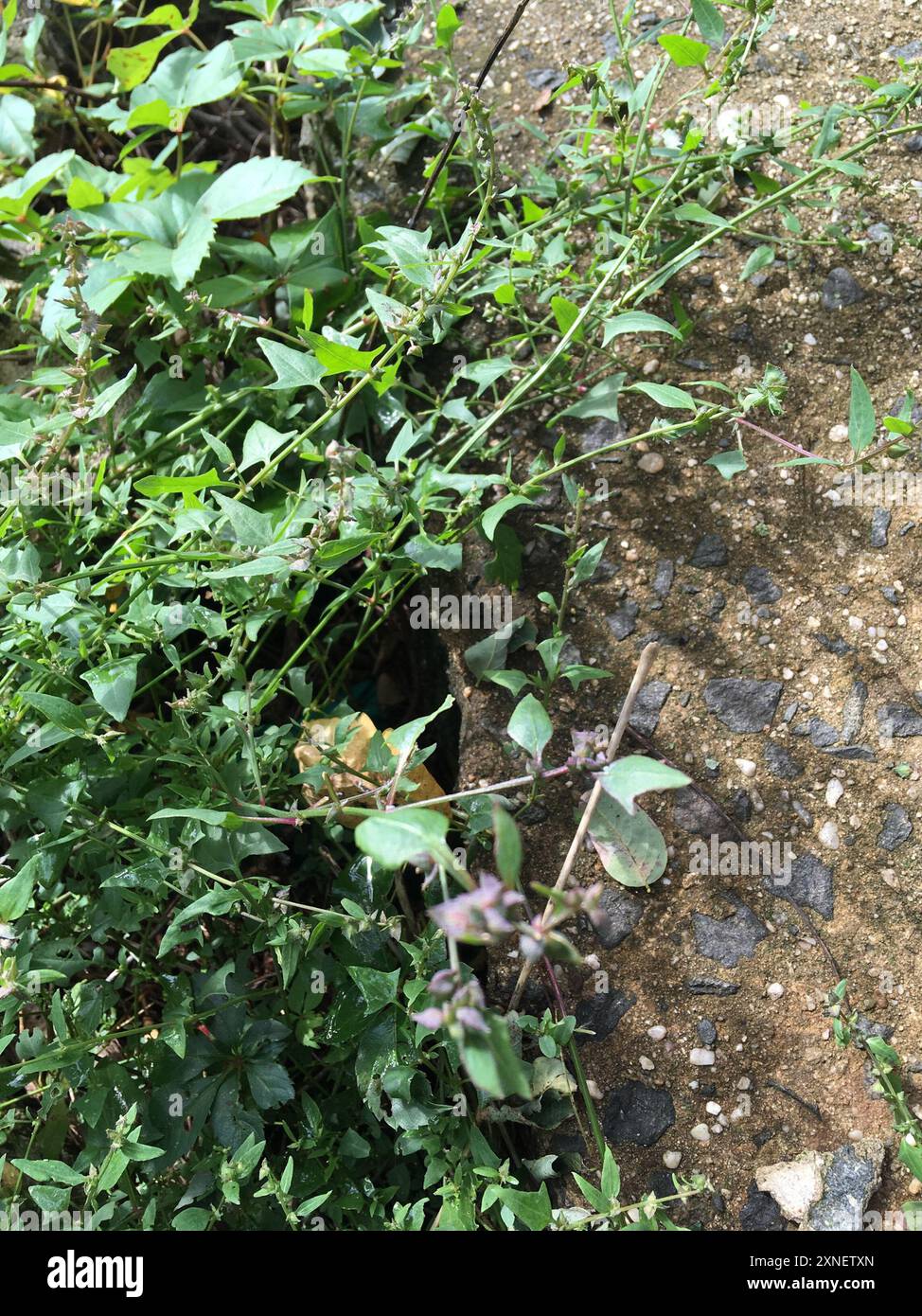Saltbushes (Atriplex) Plantae Stock Photo - Alamy