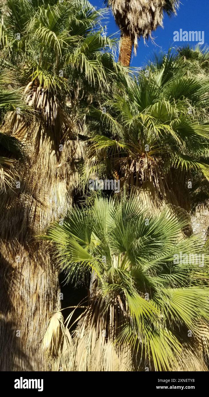 California fan palm (Washingtonia filifera) Plantae Stock Photo - Alamy