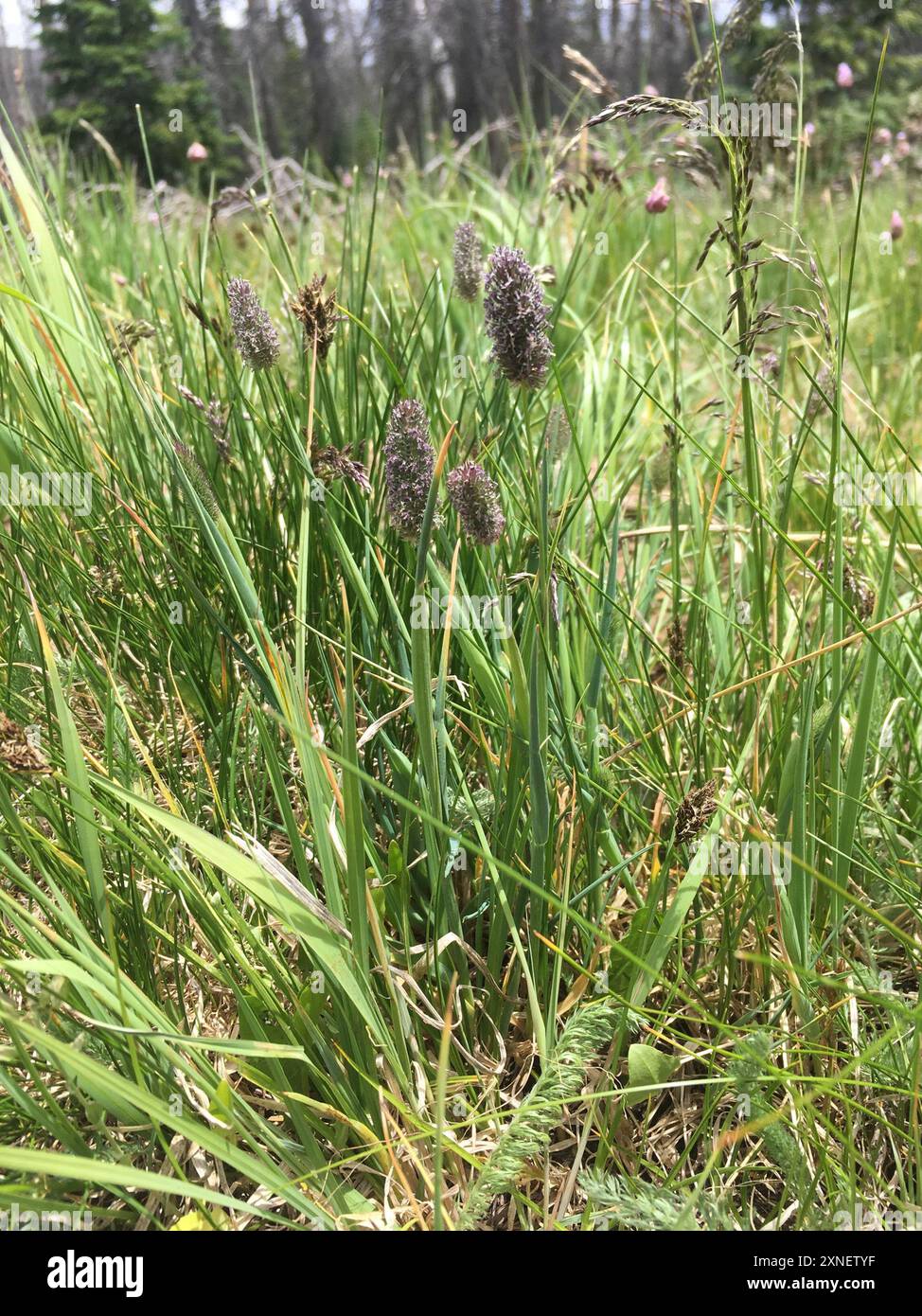 Alpine Timothy (Phleum alpinum) Plantae Stock Photo - Alamy