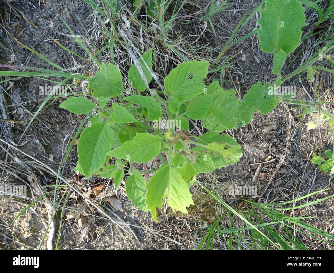 clammy groundcherry (Physalis heterophylla) Plantae Stock Photo - Alamy