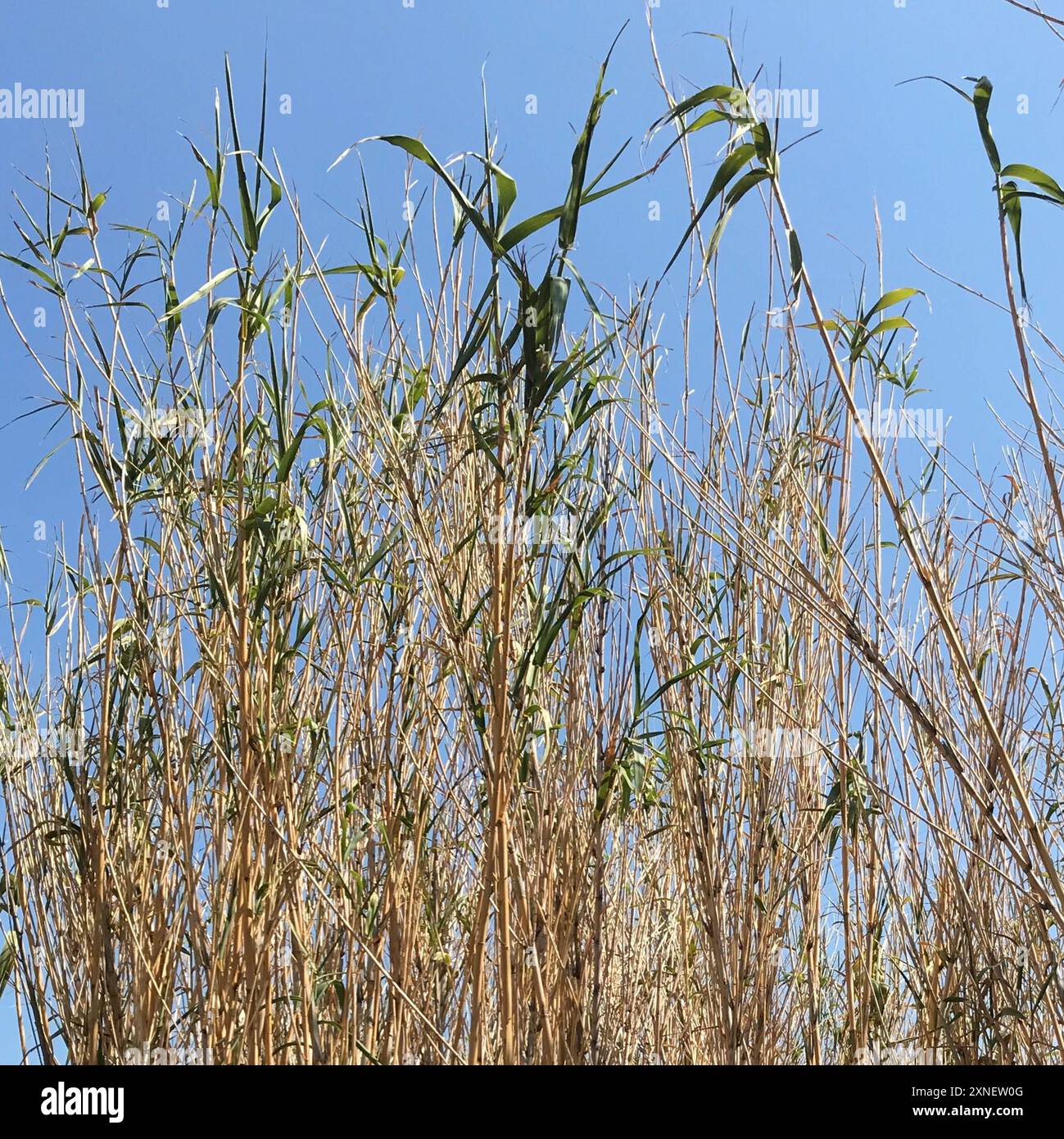 giant reed (Arundo donax) Plantae Stock Photo - Alamy