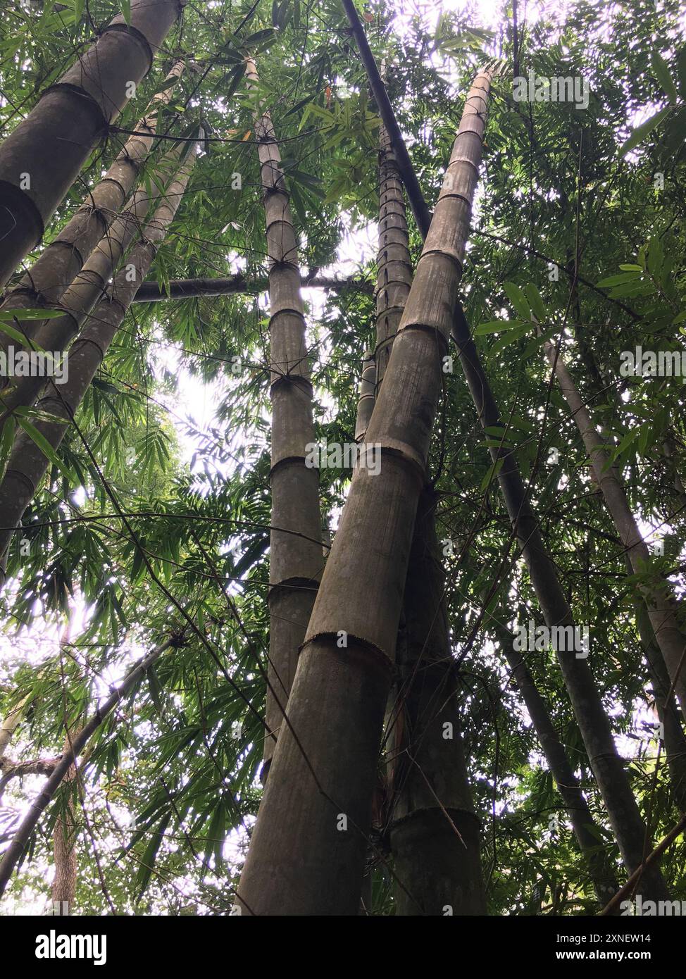 bamboos, canes, and allies (Bambusoideae) Plantae Stock Photo - Alamy