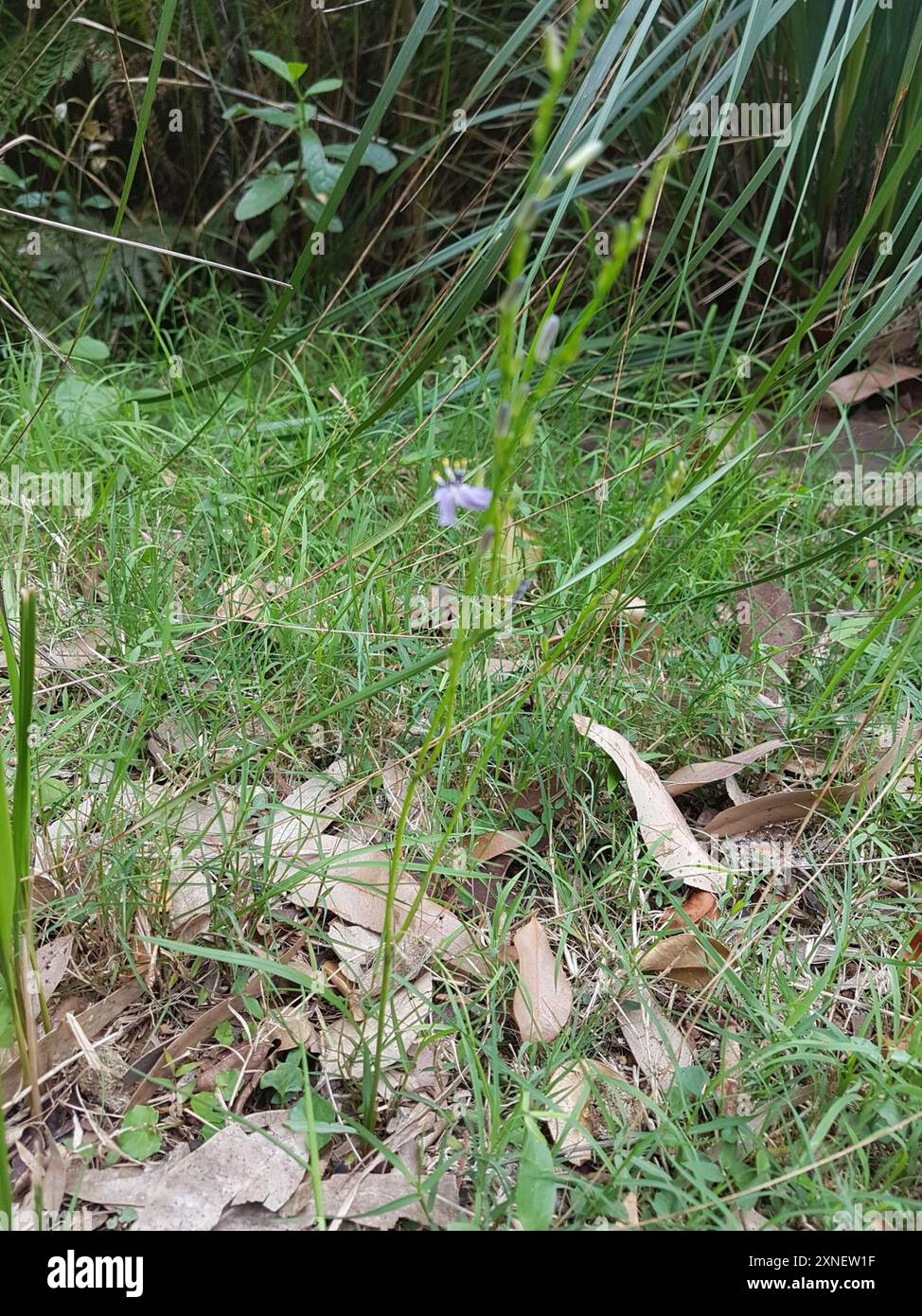 blue grass lily (Caesia calliantha) Plantae Stock Photo - Alamy