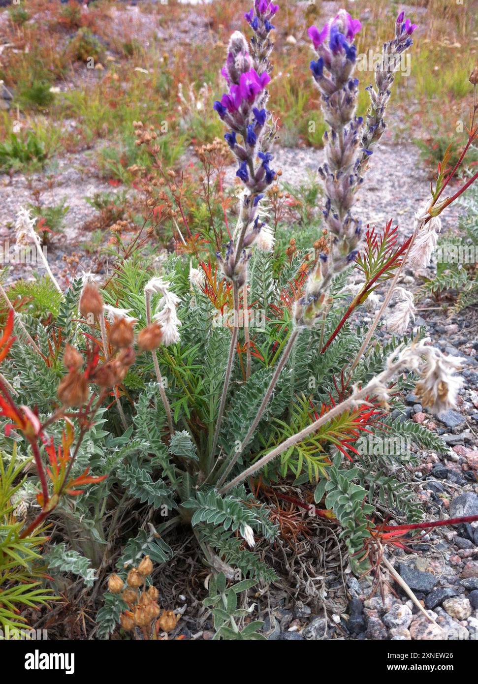 Showy Locoweed (Oxytropis splendens) Plantae Stock Photo - Alamy