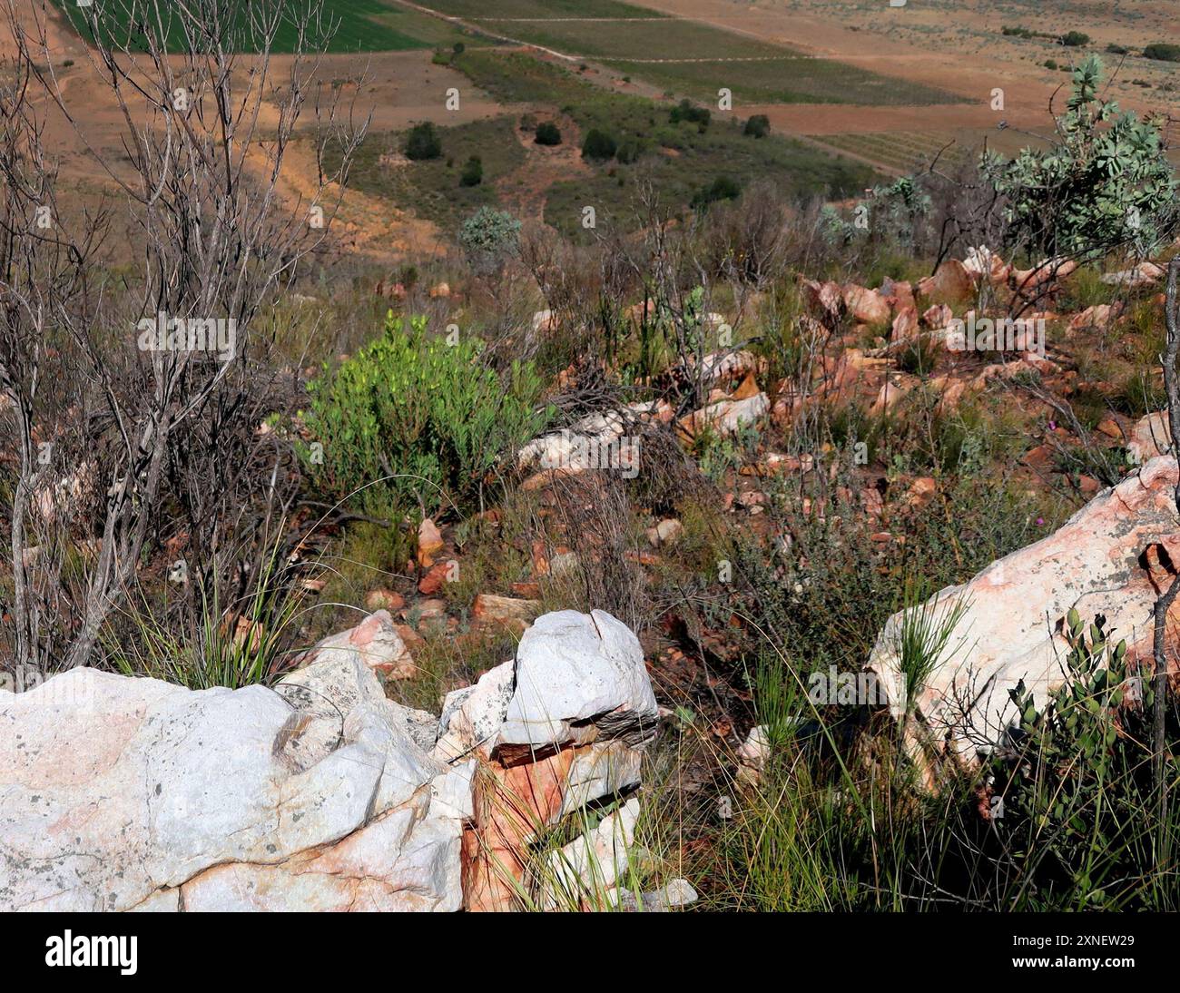Wagon Tree (Protea nitida) Plantae Stock Photo - Alamy