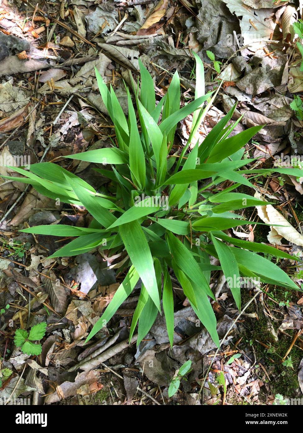 plants (Plantae) Plantae Stock Photo - Alamy