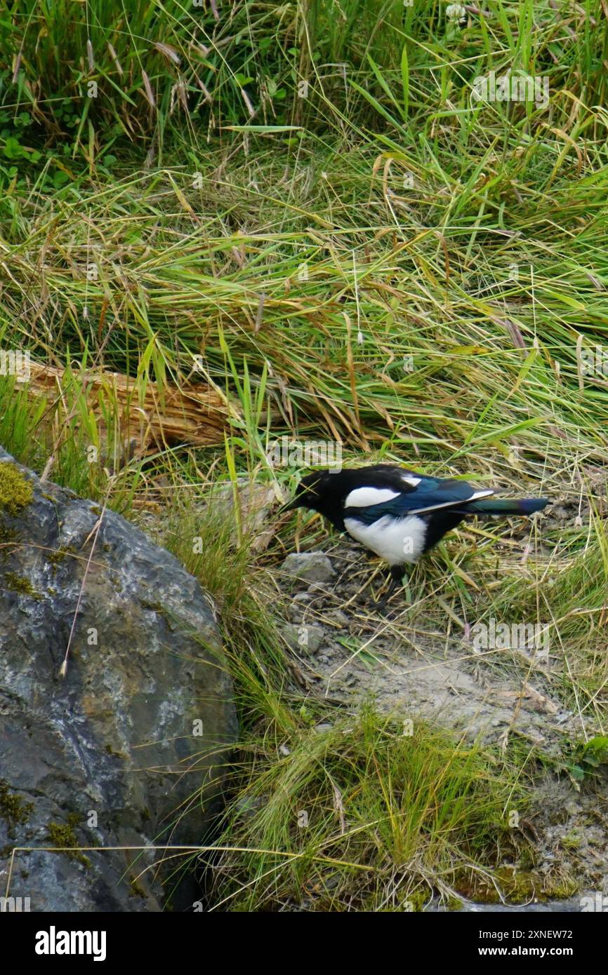 Black-billed Magpie (Pica hudsonia) Aves Stock Photo - Alamy
