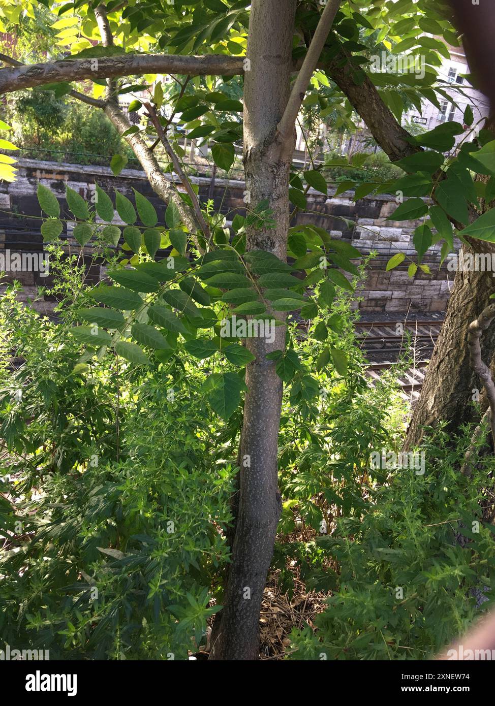 tree-of-heaven (Ailanthus altissima) Plantae Stock Photo - Alamy