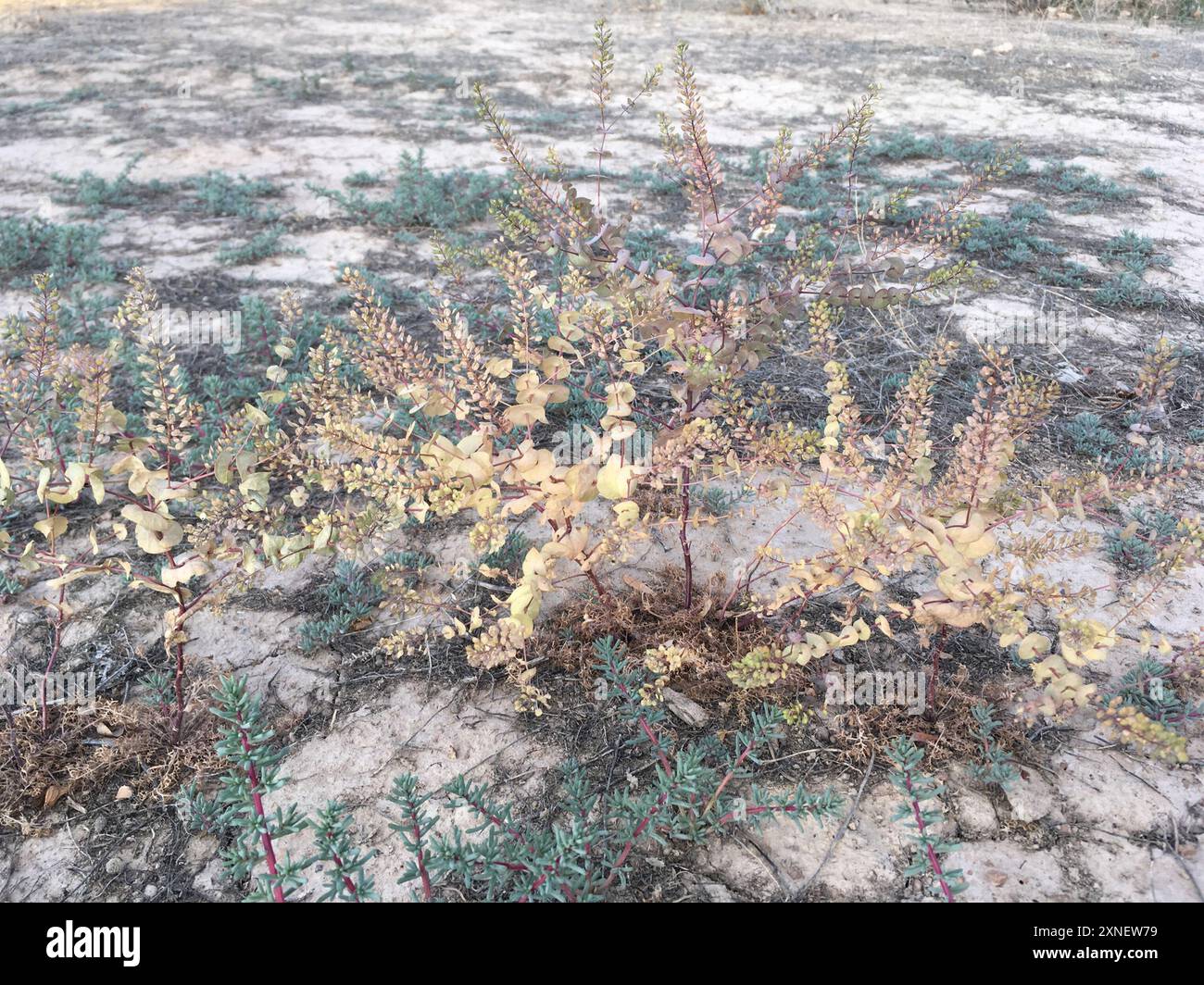 clasping pepperweed (Lepidium perfoliatum) Plantae Stock Photo - Alamy