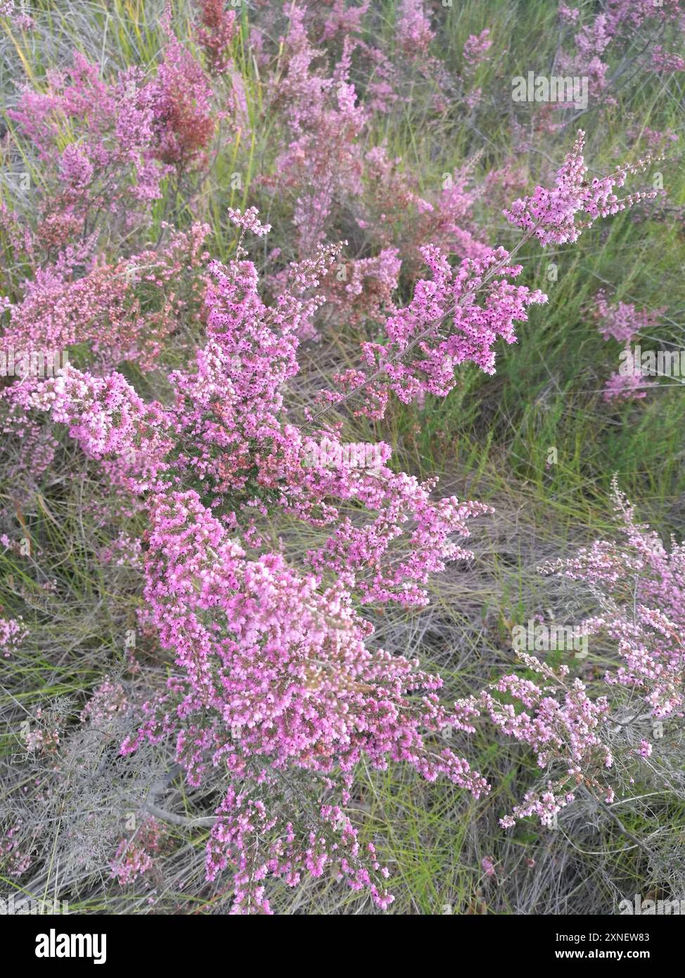 Luxurious Spartan Heath (Erica sparsa sparsa) Plantae Stock Photo - Alamy