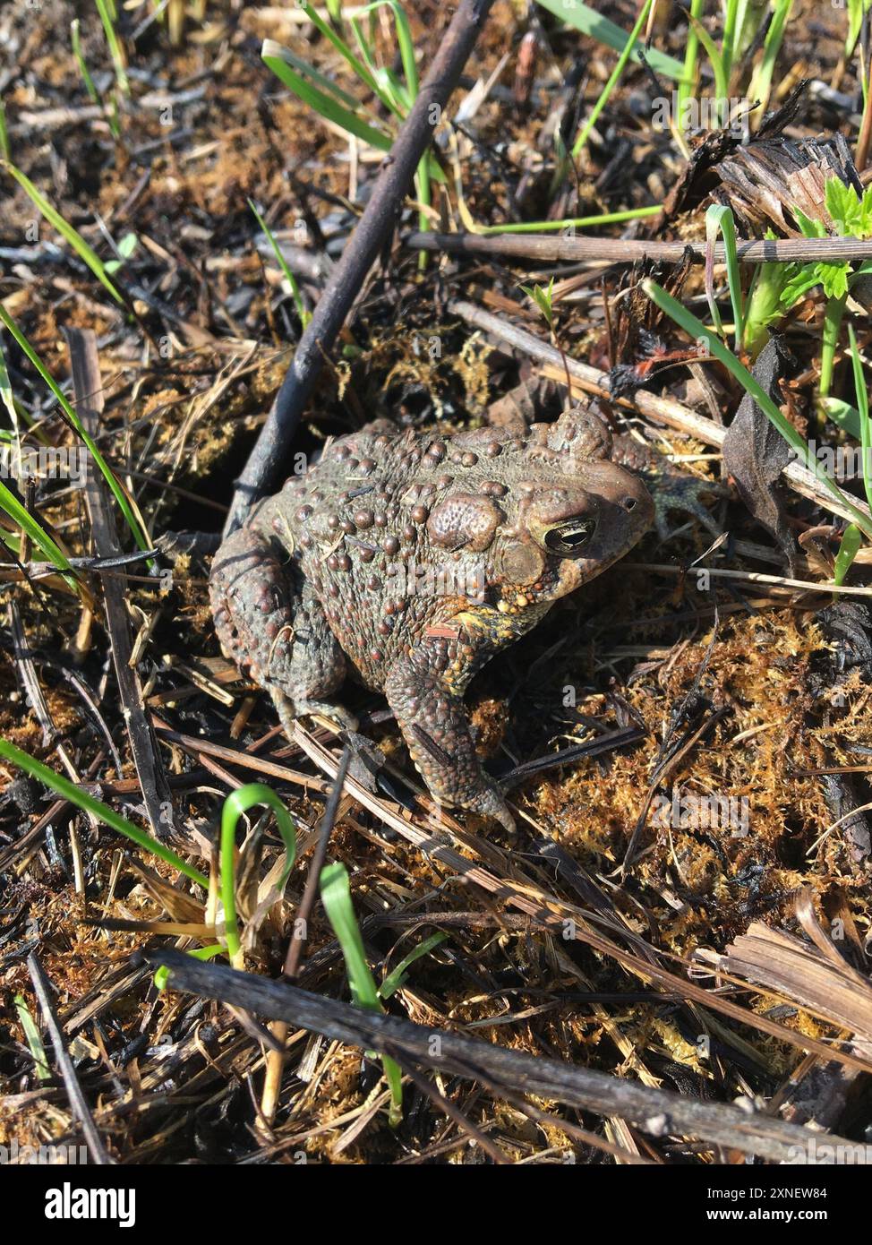 American Toad (Anaxyrus americanus) Amphibia Stock Photo - Alamy