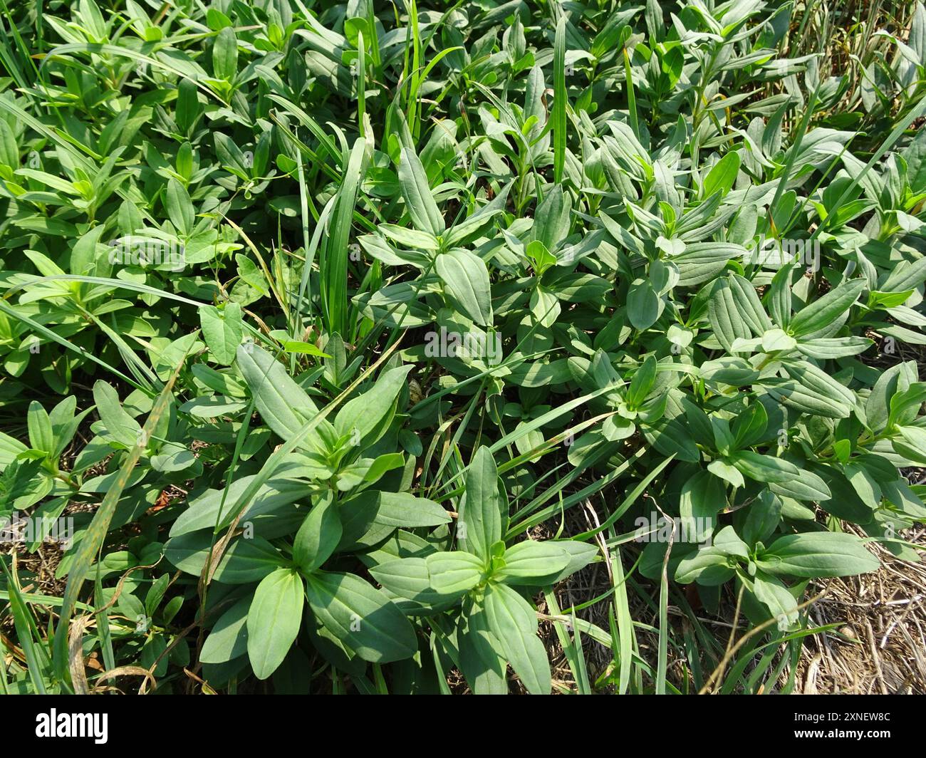common soapwort (Saponaria officinalis) Plantae Stock Photo - Alamy