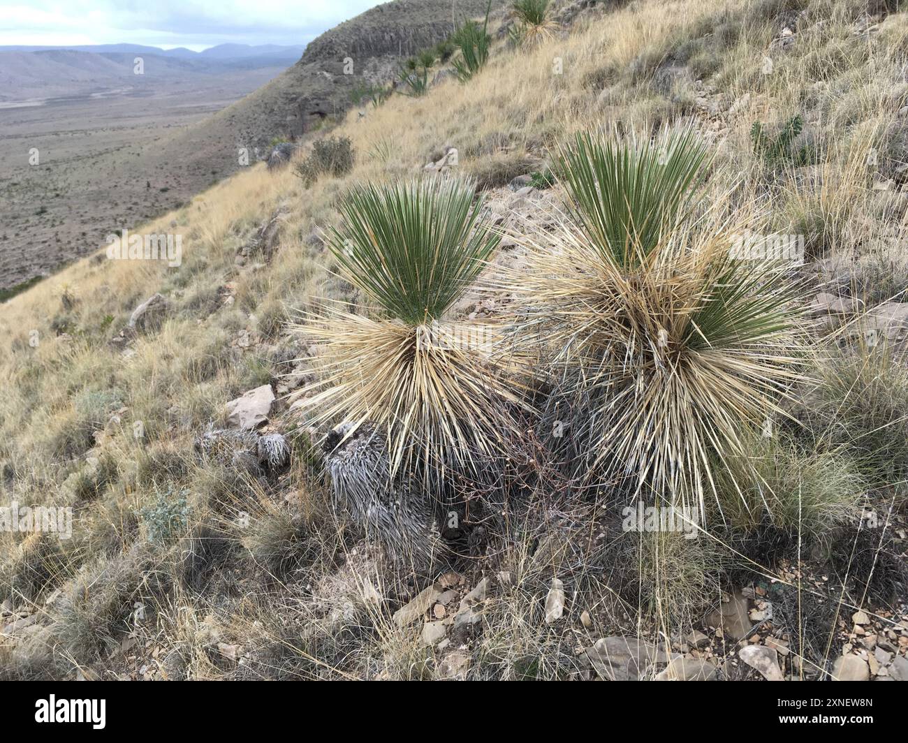soaptree yucca (Yucca elata) Plantae Stock Photo - Alamy