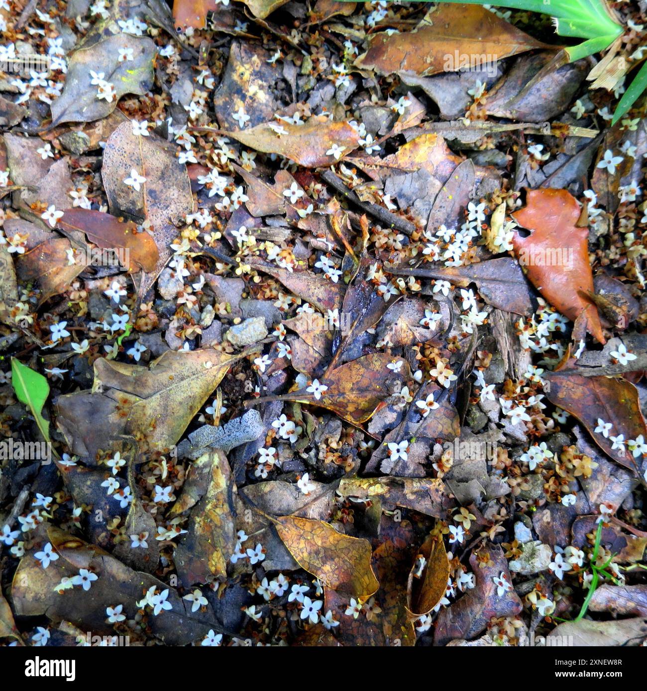 Ironwood (Olea capensis macrocarpa) Plantae Stock Photo - Alamy