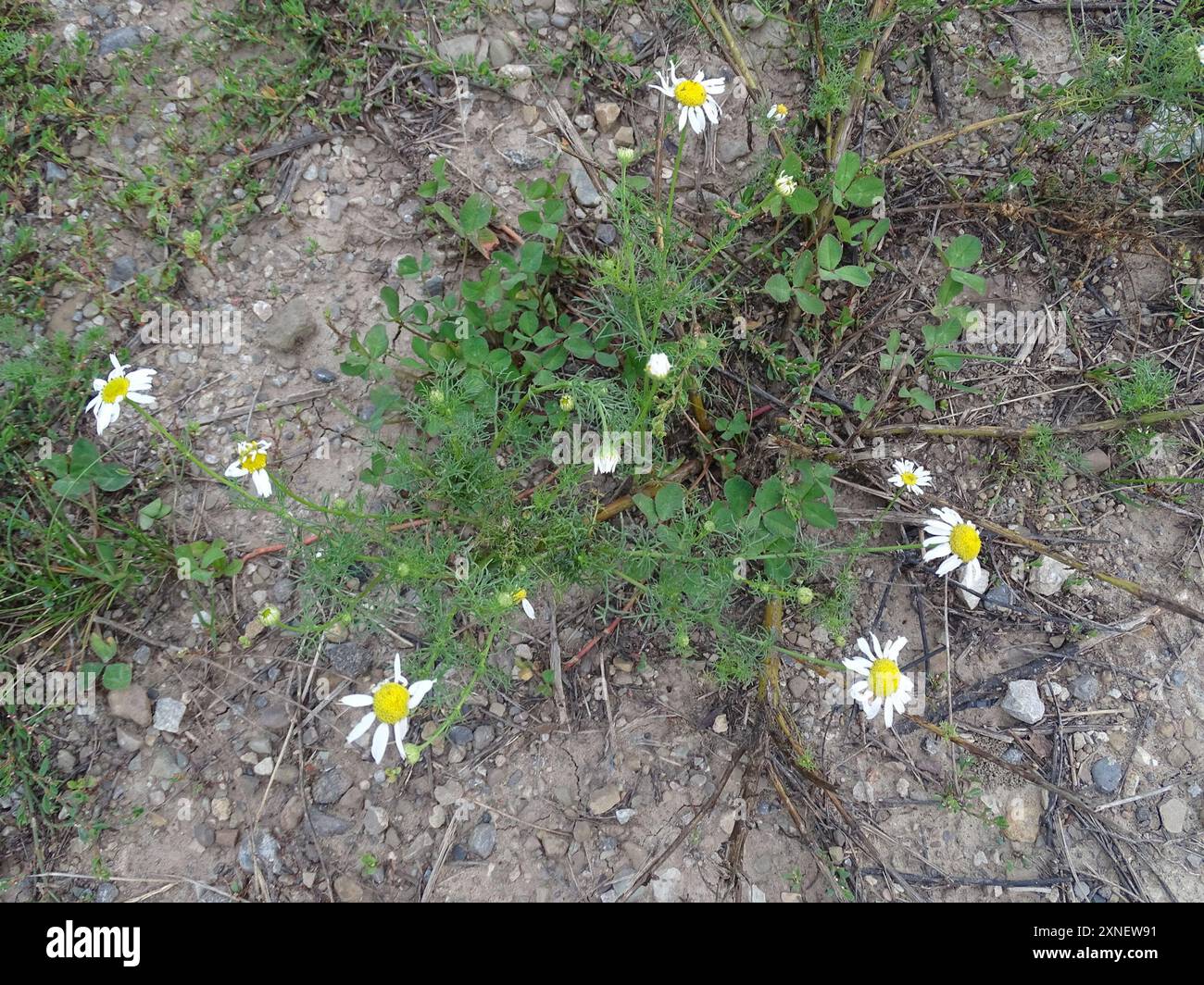 Stinking chamomile (Anthemis cotula) Plantae Stock Photo - Alamy