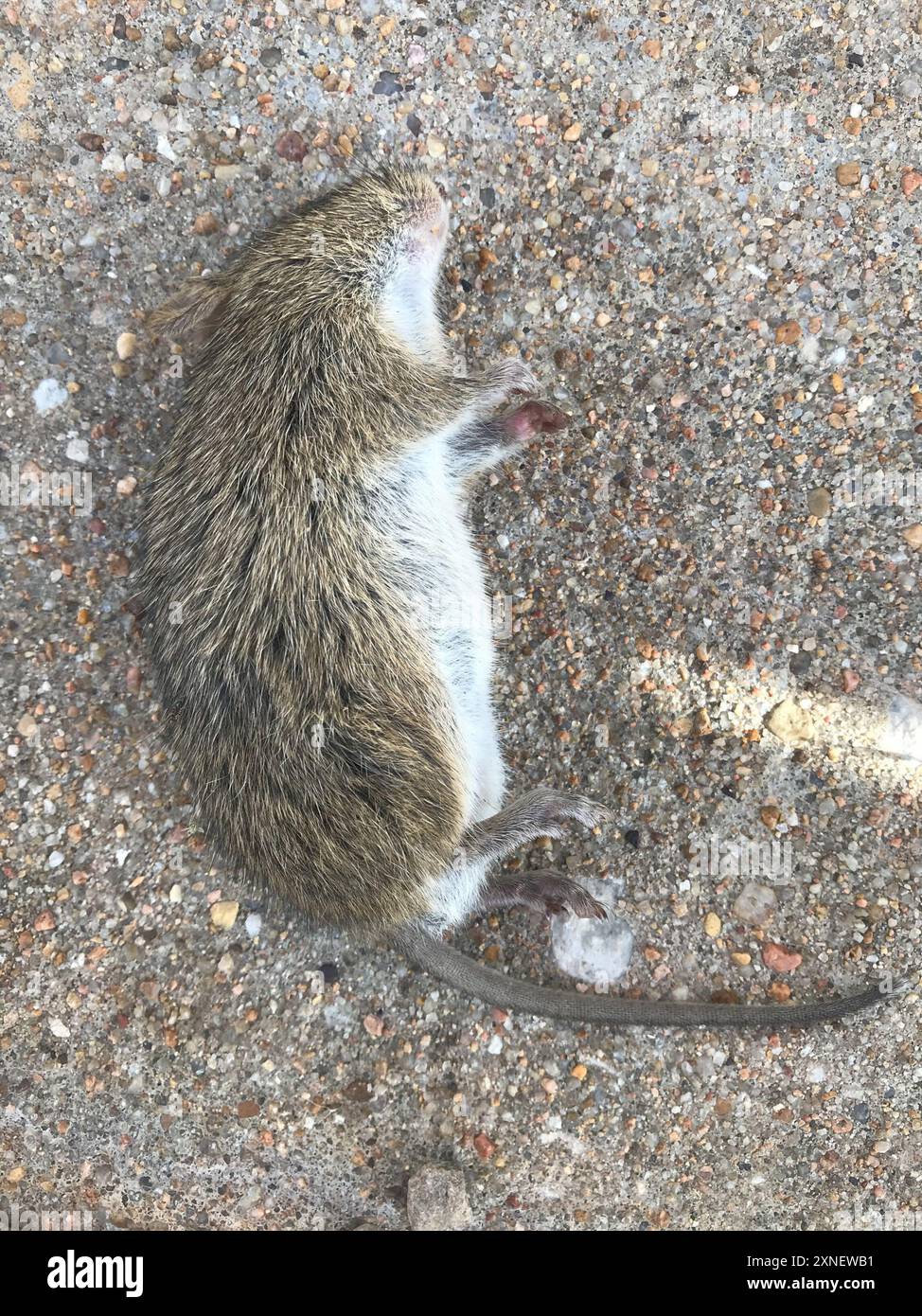 North American Mice and Rats (Neotominae) Mammalia Stock Photo - Alamy