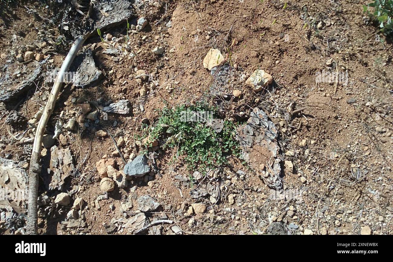 Mahala mat (Ceanothus prostratus) Plantae Stock Photo - Alamy