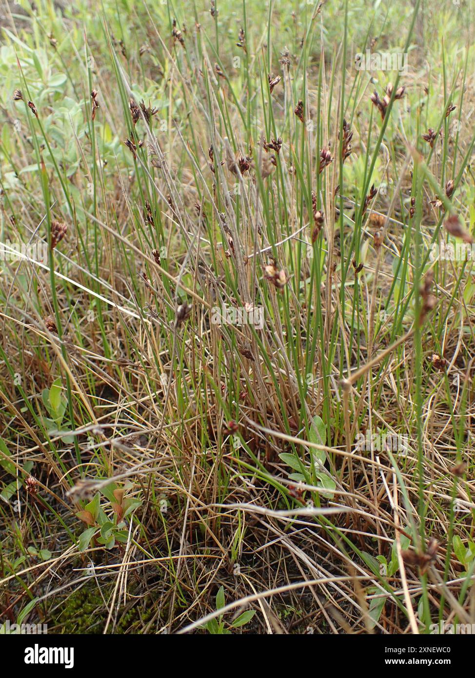 Arctic Rush (Juncus arcticus) Plantae Stock Photo - Alamy