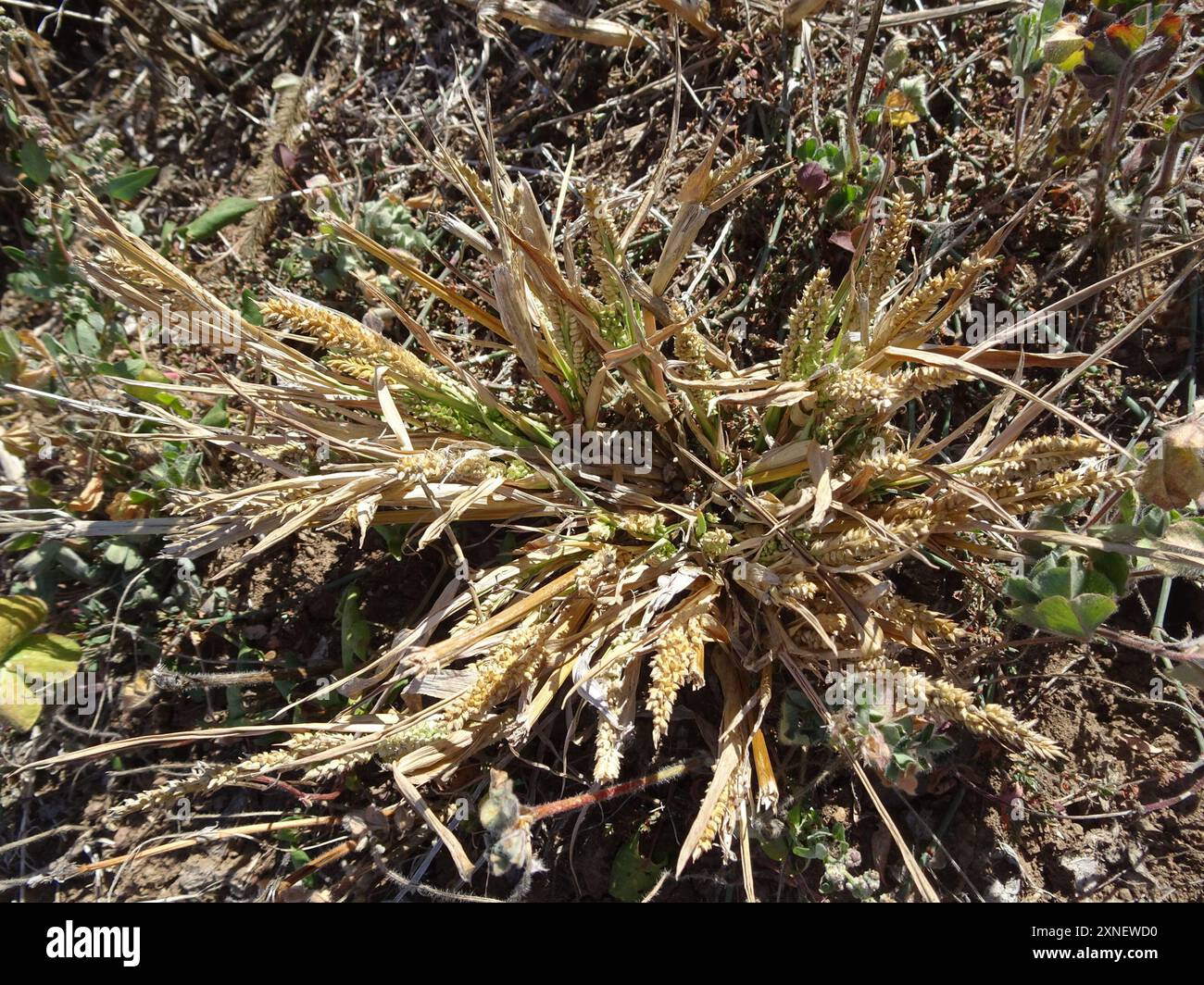 barnyardgrass (Echinochloa crus-galli) Plantae Stock Photo - Alamy