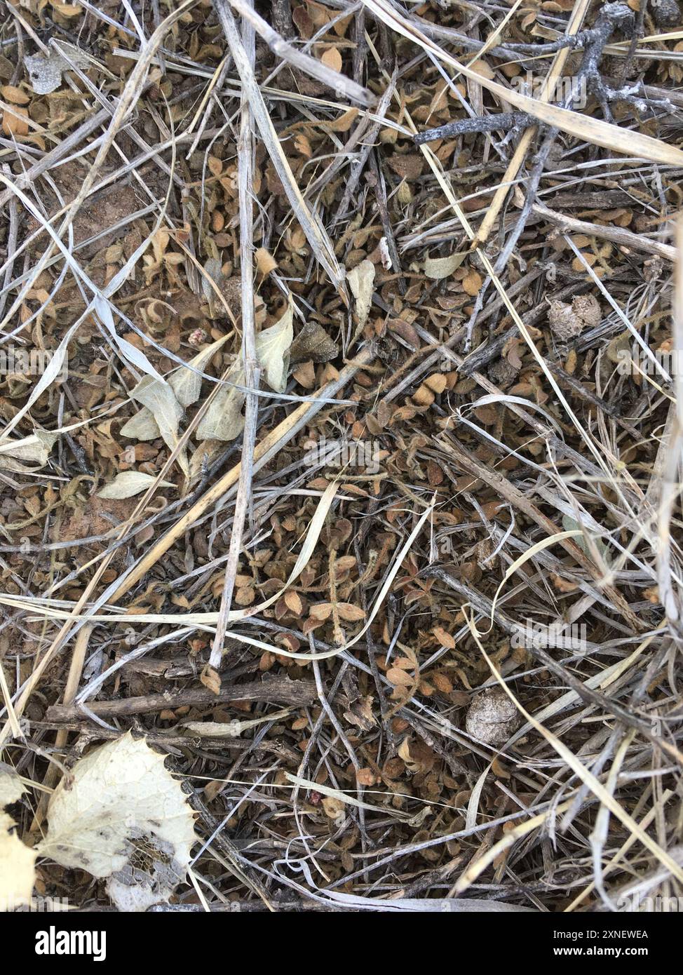 little leaf sumac (Rhus microphylla) Plantae Stock Photo - Alamy