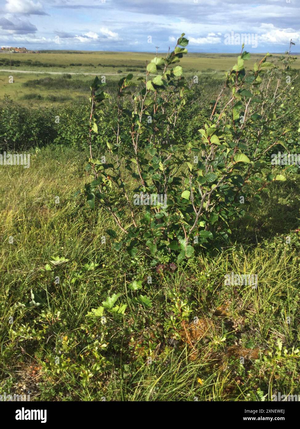Sitka Alder (Alnus alnobetula sinuata) Plantae Stock Photo - Alamy