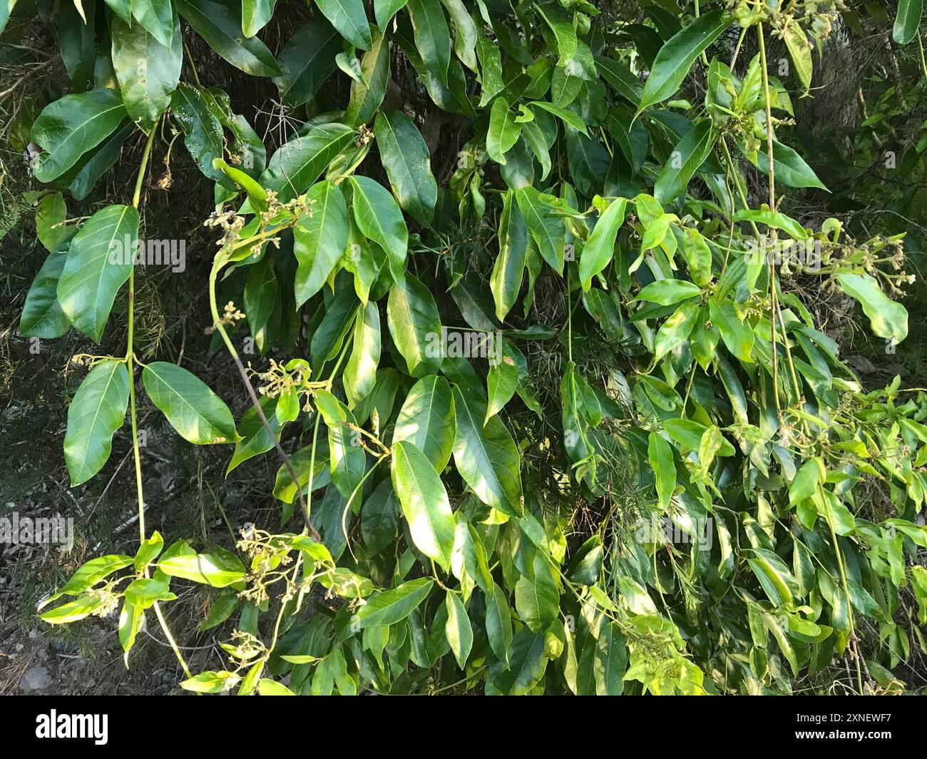 Common Silkpod (Parsonsia straminea) Plantae Stock Photo - Alamy