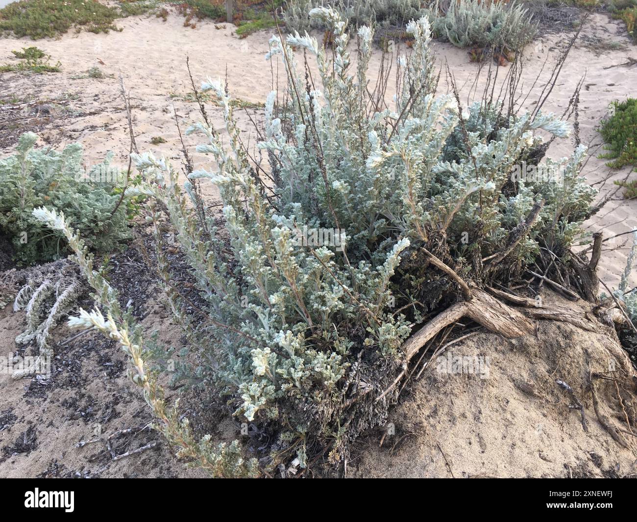 coastal sagewort (Artemisia pycnocephala) Plantae Stock Photo - Alamy