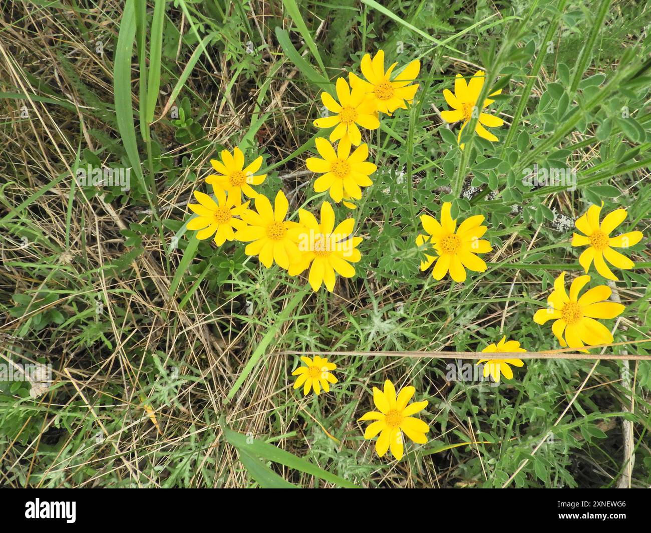 common woolly sunflower (Eriophyllum lanatum) Plantae Stock Photo - Alamy
