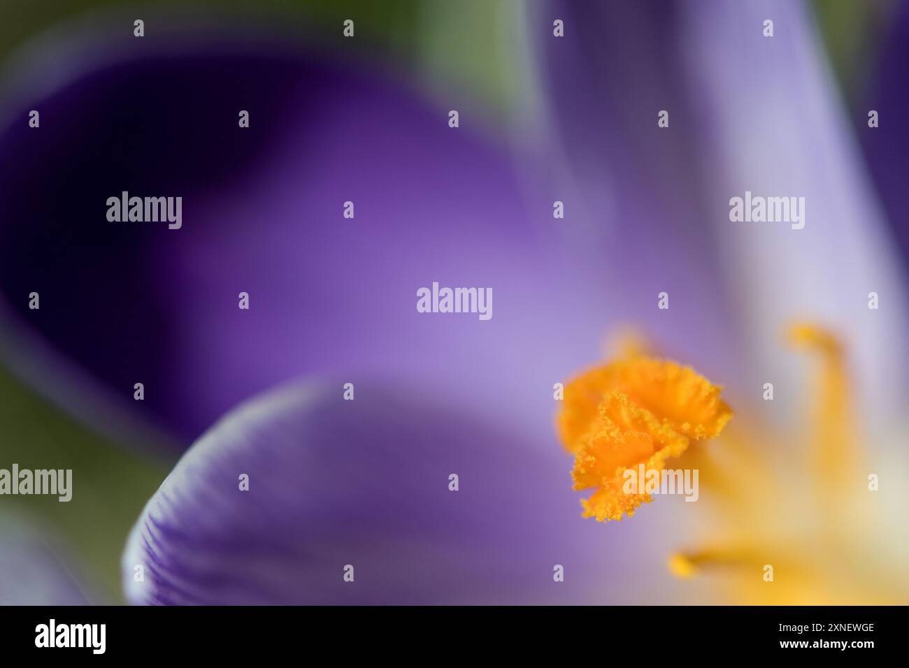 Crocus flower with closeup focus on the center Stock Photo - Alamy