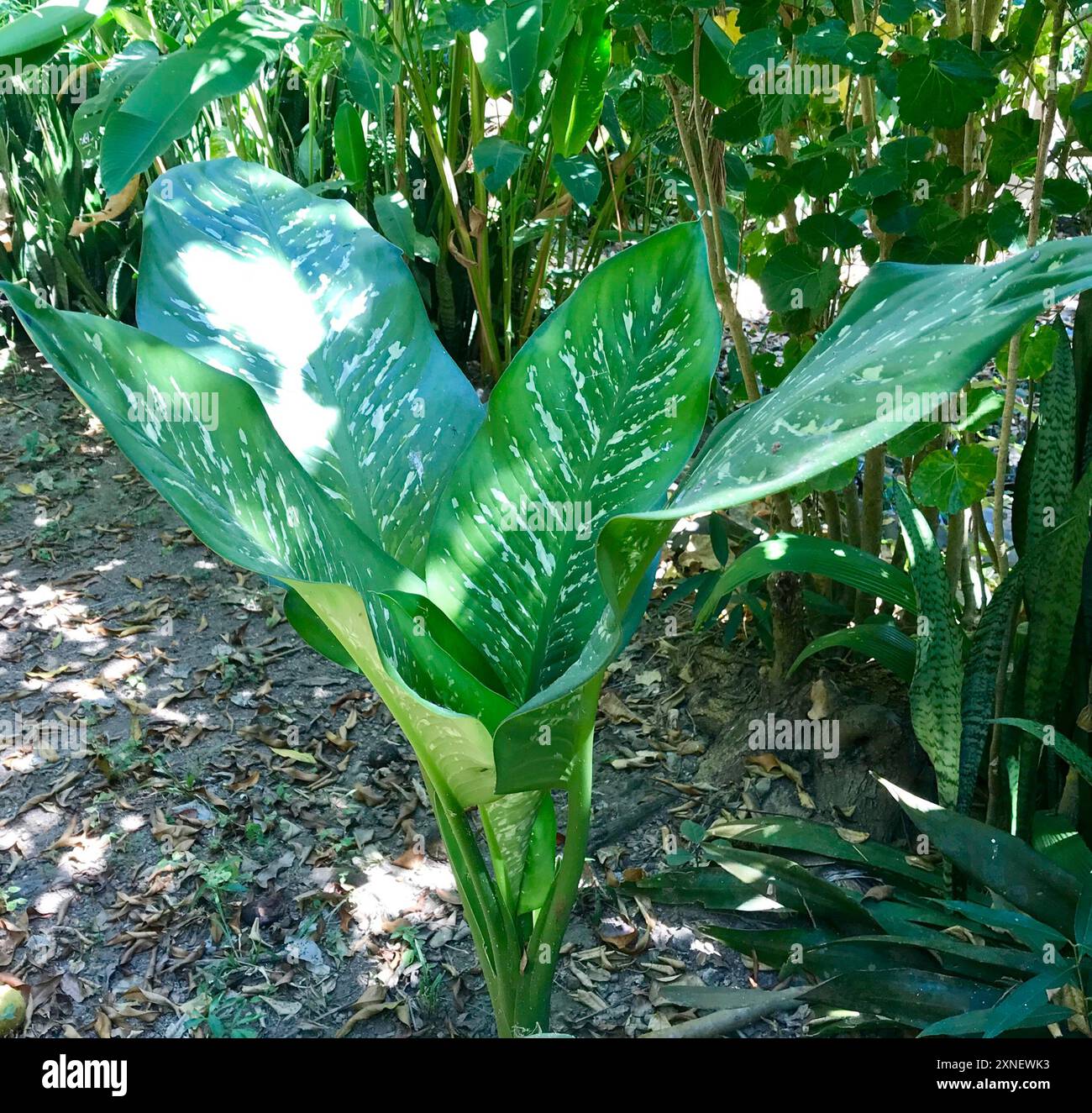 dumb canes (Dieffenbachia) Plantae Stock Photo - Alamy