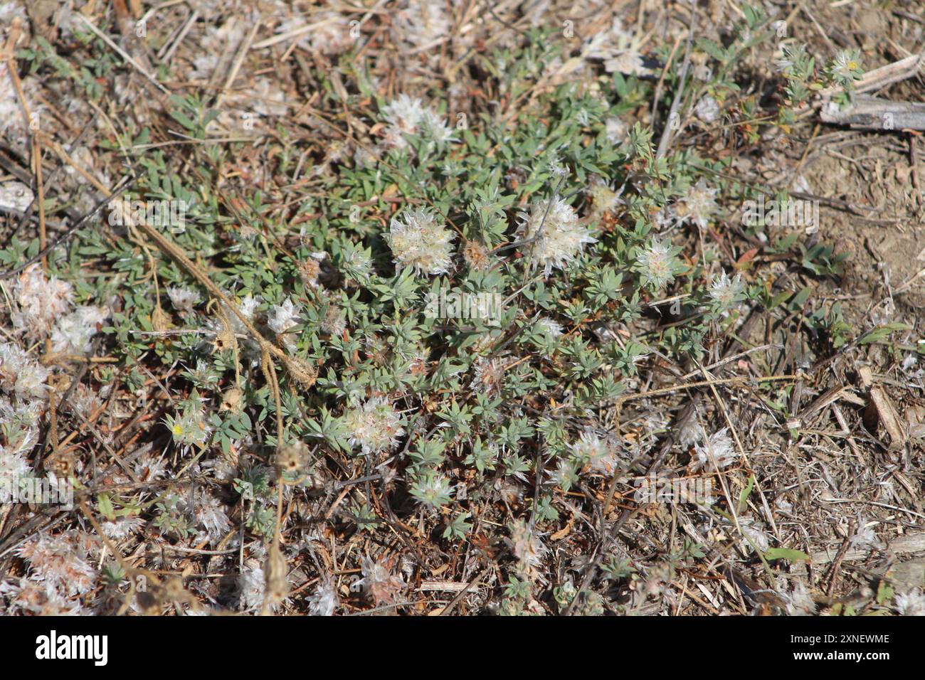 Algerian Tea (Paronychia argentea) Plantae Stock Photo - Alamy